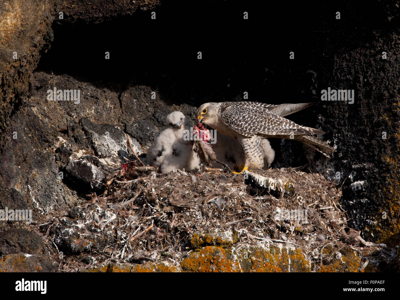 Baby Gyrfalcon