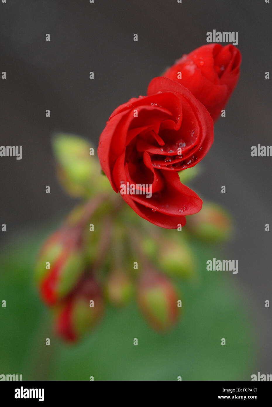 Succulents geraniums hi-res stock photography and images - Alamy