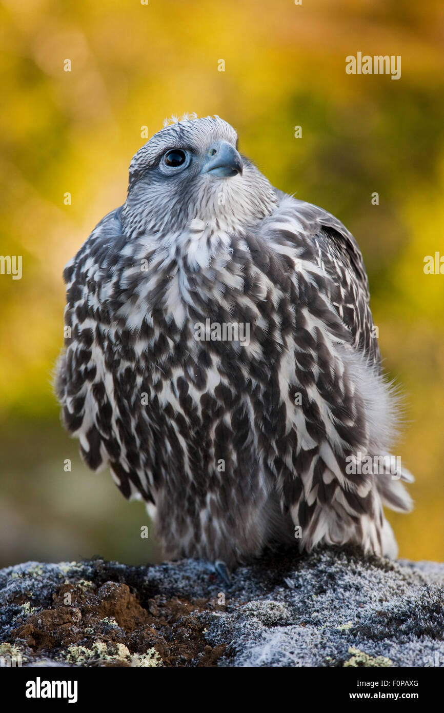 Gyrfalcon (Falco rusticolus) juvenile portrait, Thingeyjarsyslur ...