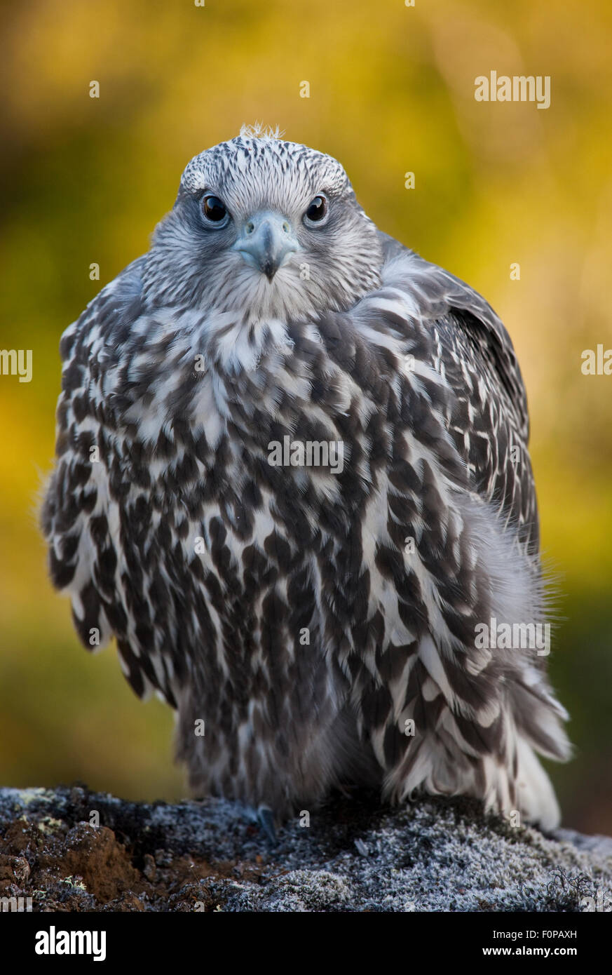 Gyrfalcon iceland hi-res stock photography and images - Alamy