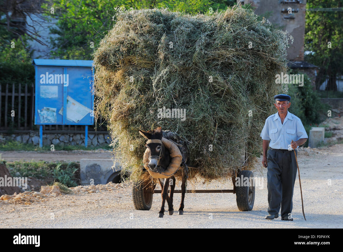 Farmer walking next to donkey pulling cart loaded with hay, Lake Prespa ...
