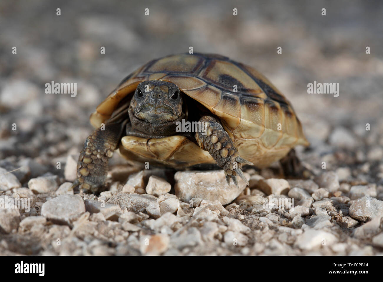 Hermanns tortoise (Testudo hermanni) hatchling, Patras, The Peloponnese ...