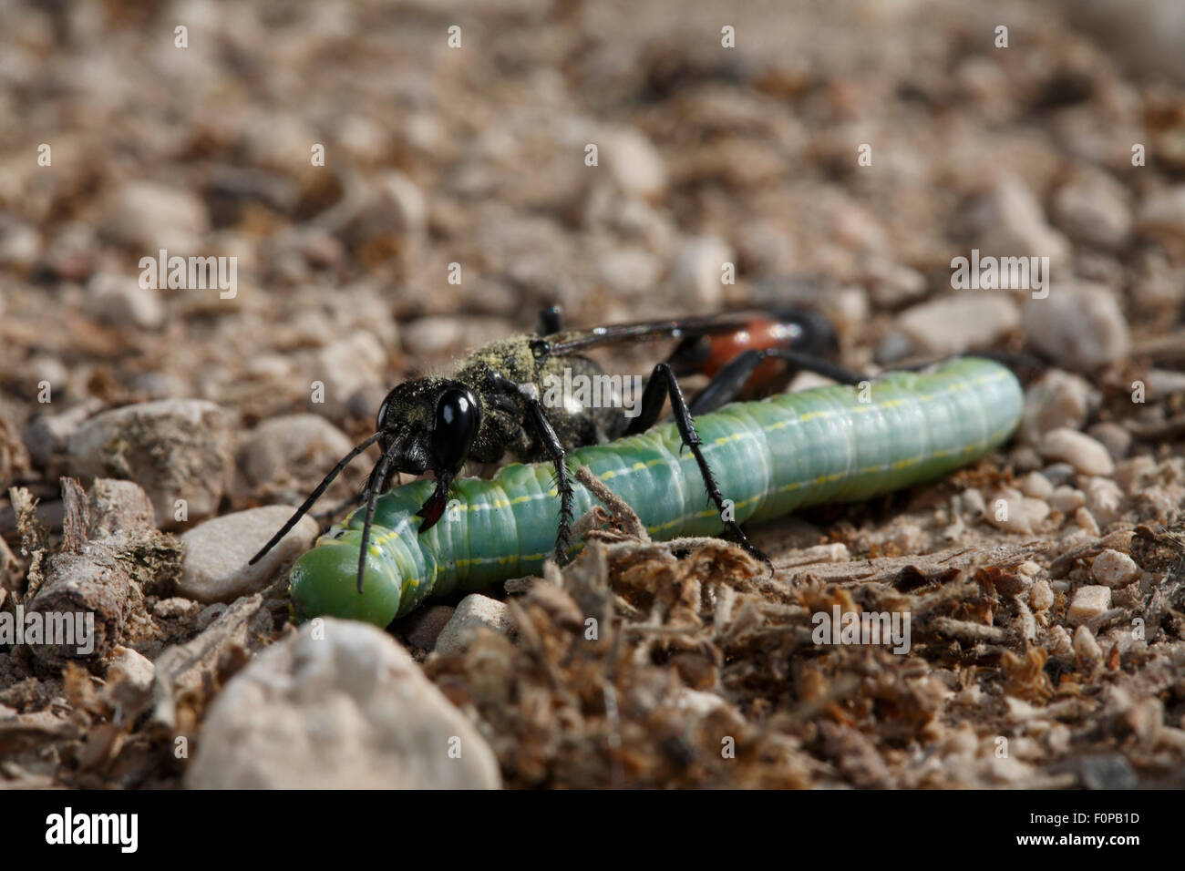 Parasitoid wasp (Ichneumonidae) carrying a large paralysed caterpillar ...