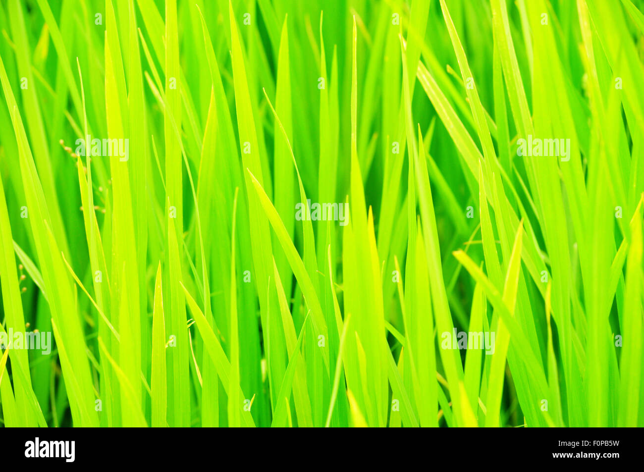 Shot long green field hi-res stock photography and images - Alamy