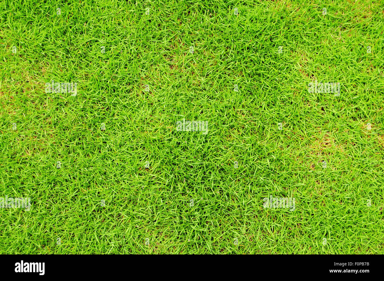 Green fine hi-res stock photography and images - Alamy