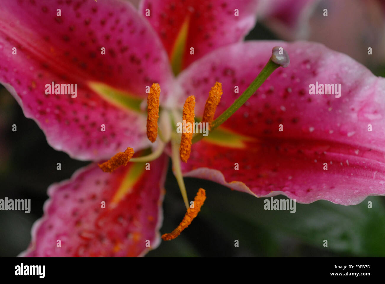 Close up lily hi-res stock photography and images - Alamy