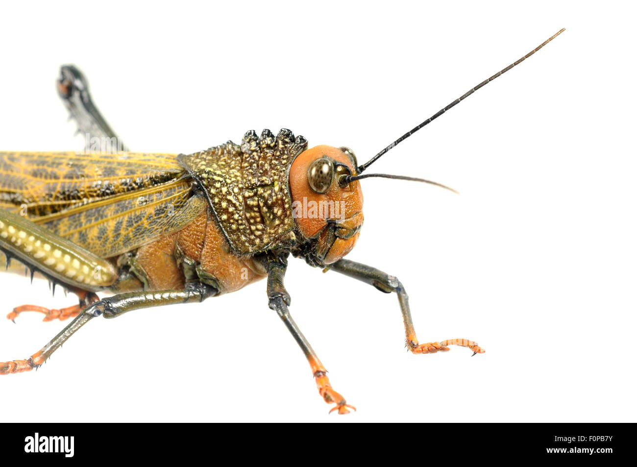 Locust face hi-res stock photography and images - Alamy