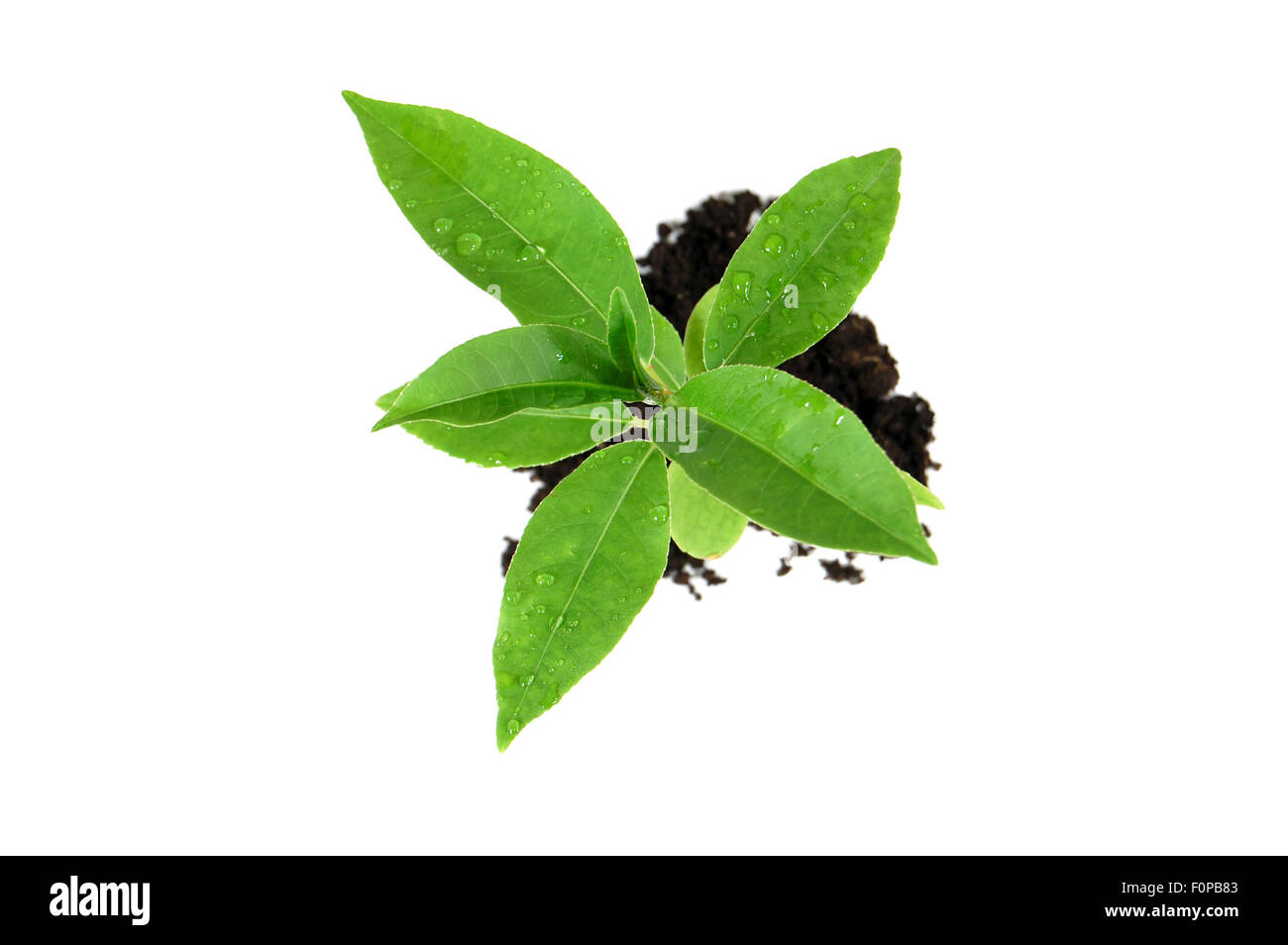 Growing seedling tree isolated on a white background Stock Photo - Alamy