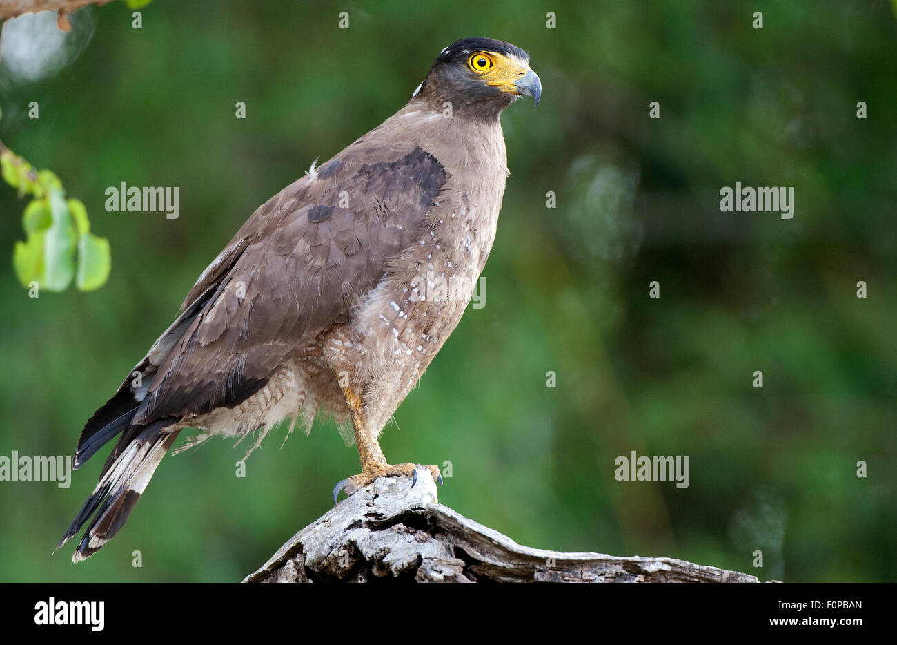Crested Serpent eagle (Spilornis cheela) in Bandipur natinoal park ...