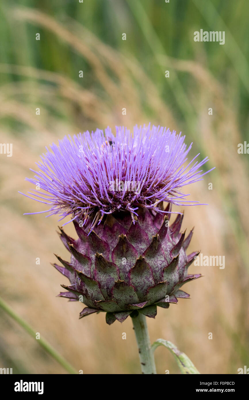 Cynara cardunculus. Cardoon growing in an herbaceous border Stock Photo ...