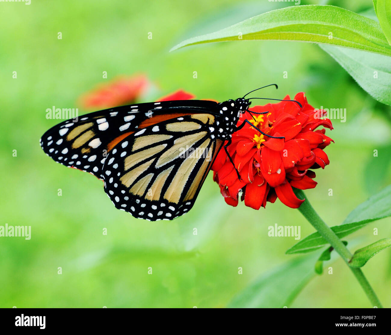 Monarch butterfly flower hi-res stock photography and images - Alamy