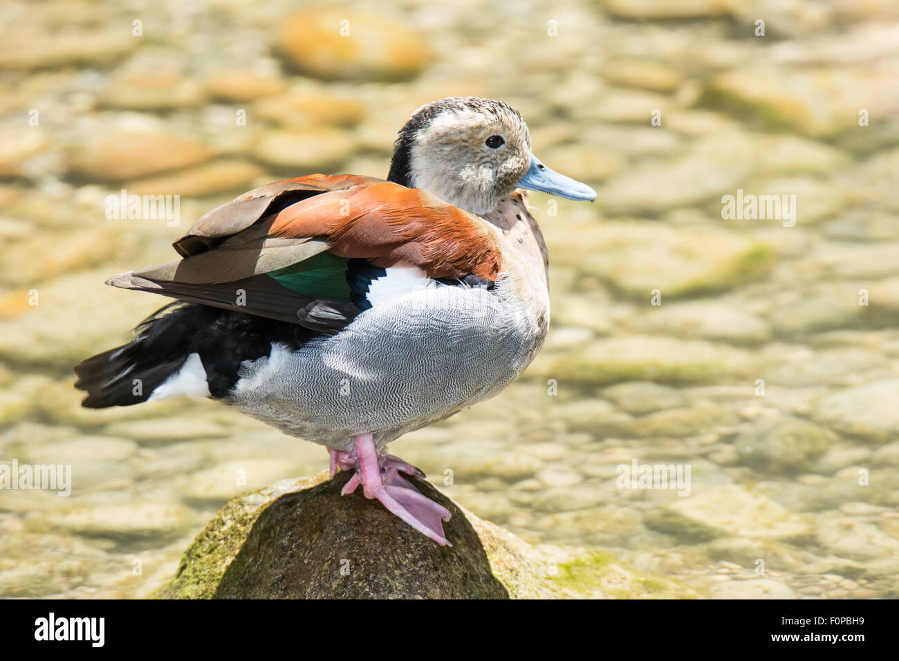 Callonetta leucophrys ( ringed teal duck Stock Photo - Alamy
