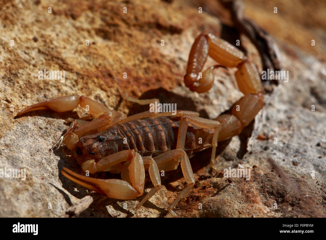 Mesobuthus hi-res stock photography and images - Alamy