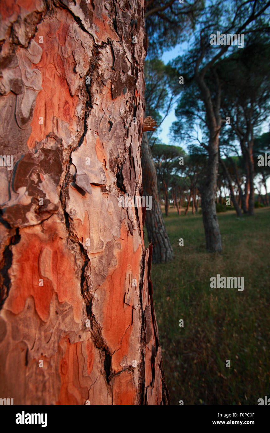 Pine forest (Pinus sp) in a wetland, Patras area, The Peloponnese ...
