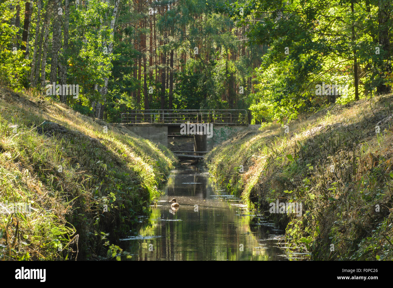 Forest brook in summer hi-res stock photography and images - Alamy