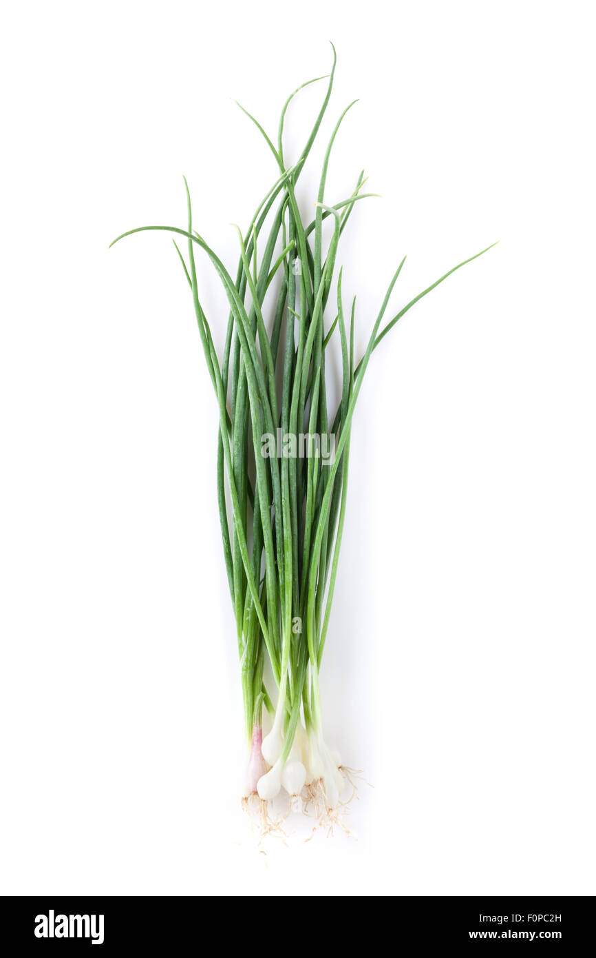Fresh garden herbs. Spring onion. Isolated on white background Stock ...