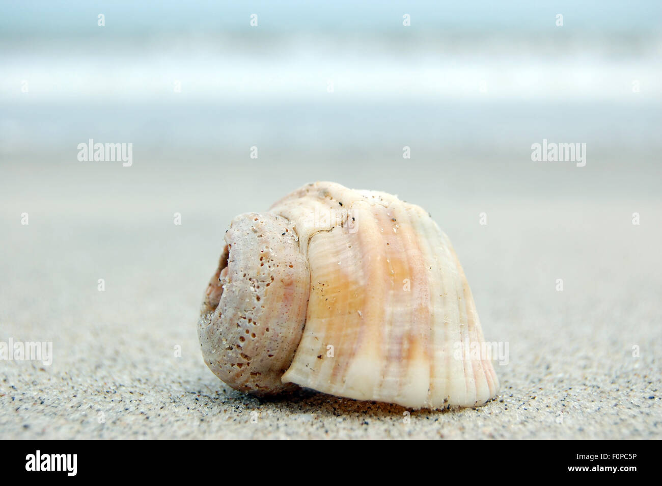 Small sea shell at a lonely tropical beach Stock Photo - Alamy