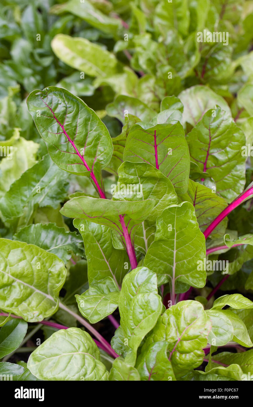 Swiss Chard 'Rosa; in the vegetable garden Stock Photo - Alamy