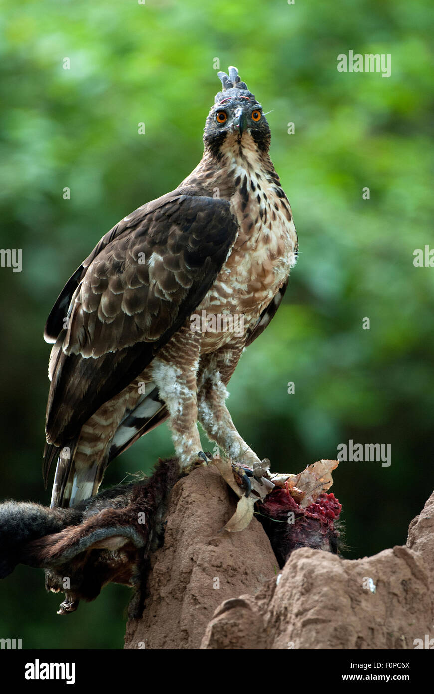 Mountain Hawk Eagle