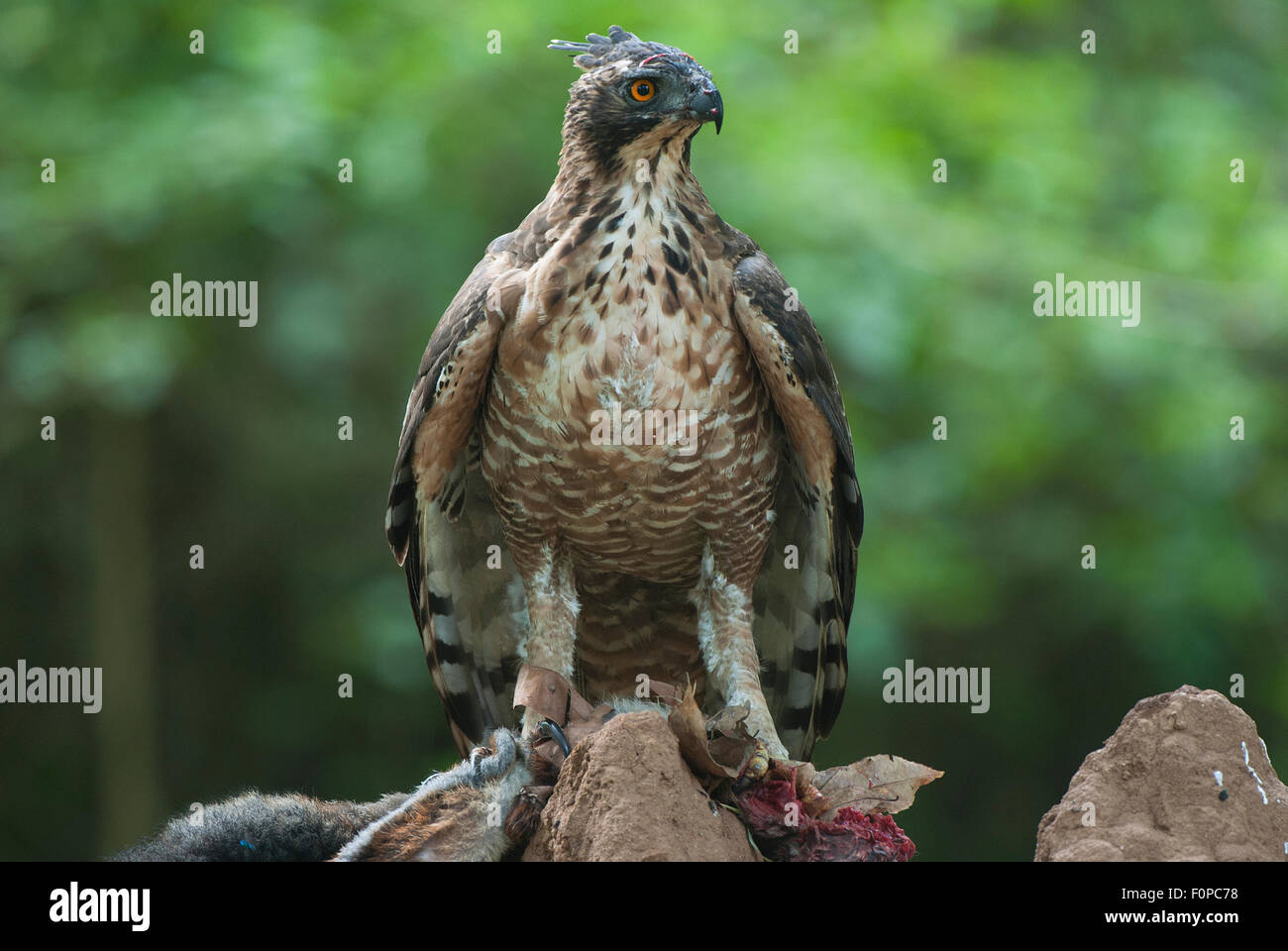 Mountain Hawk Eagle