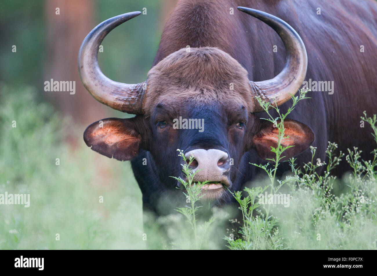 Indian Gaur male (Bos gaurus ) in Nagarhole national park in India ...