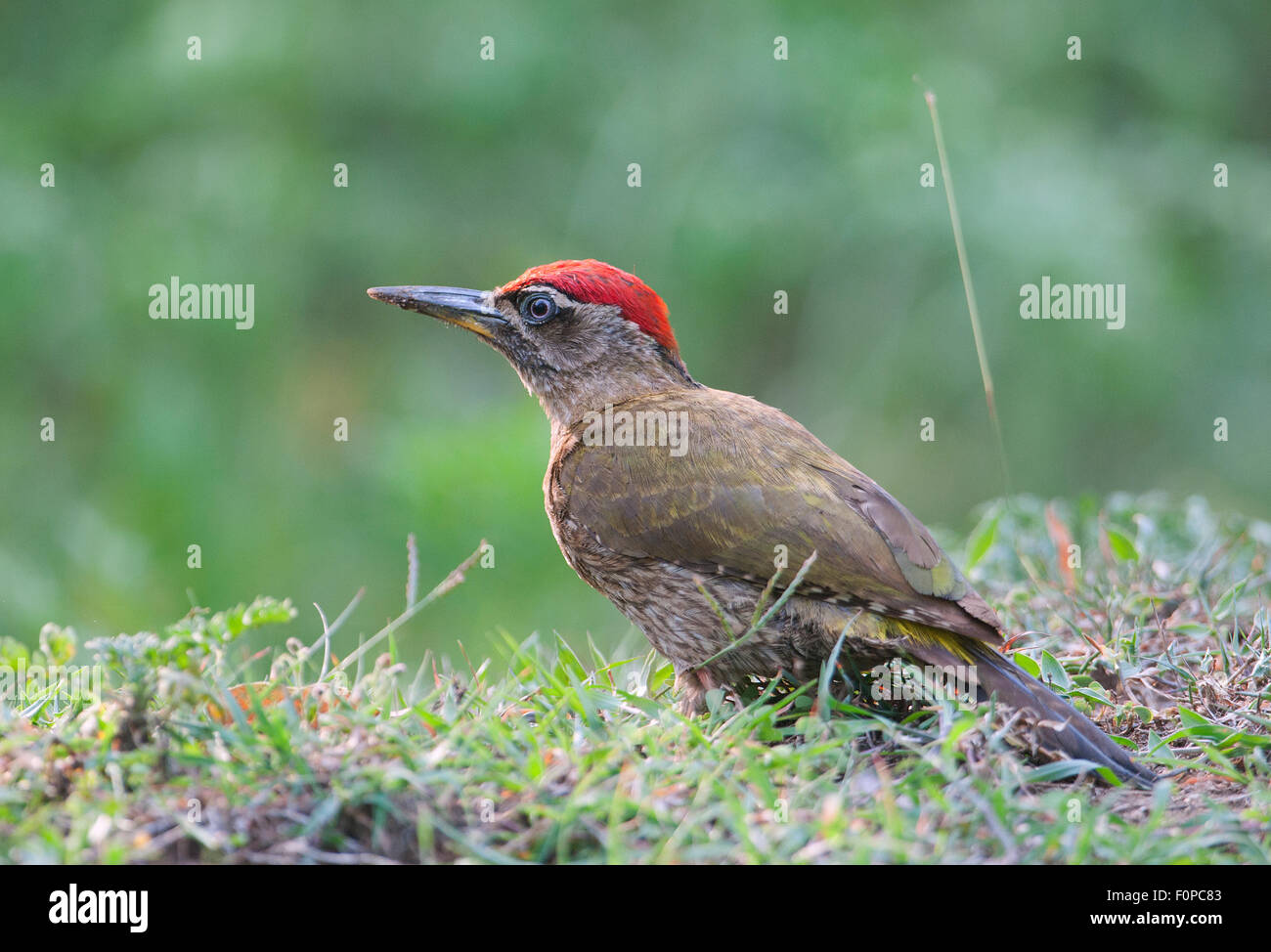 Streak throated Woodpecker ( Picus xanthopygaeus ) in Nagarhole ...