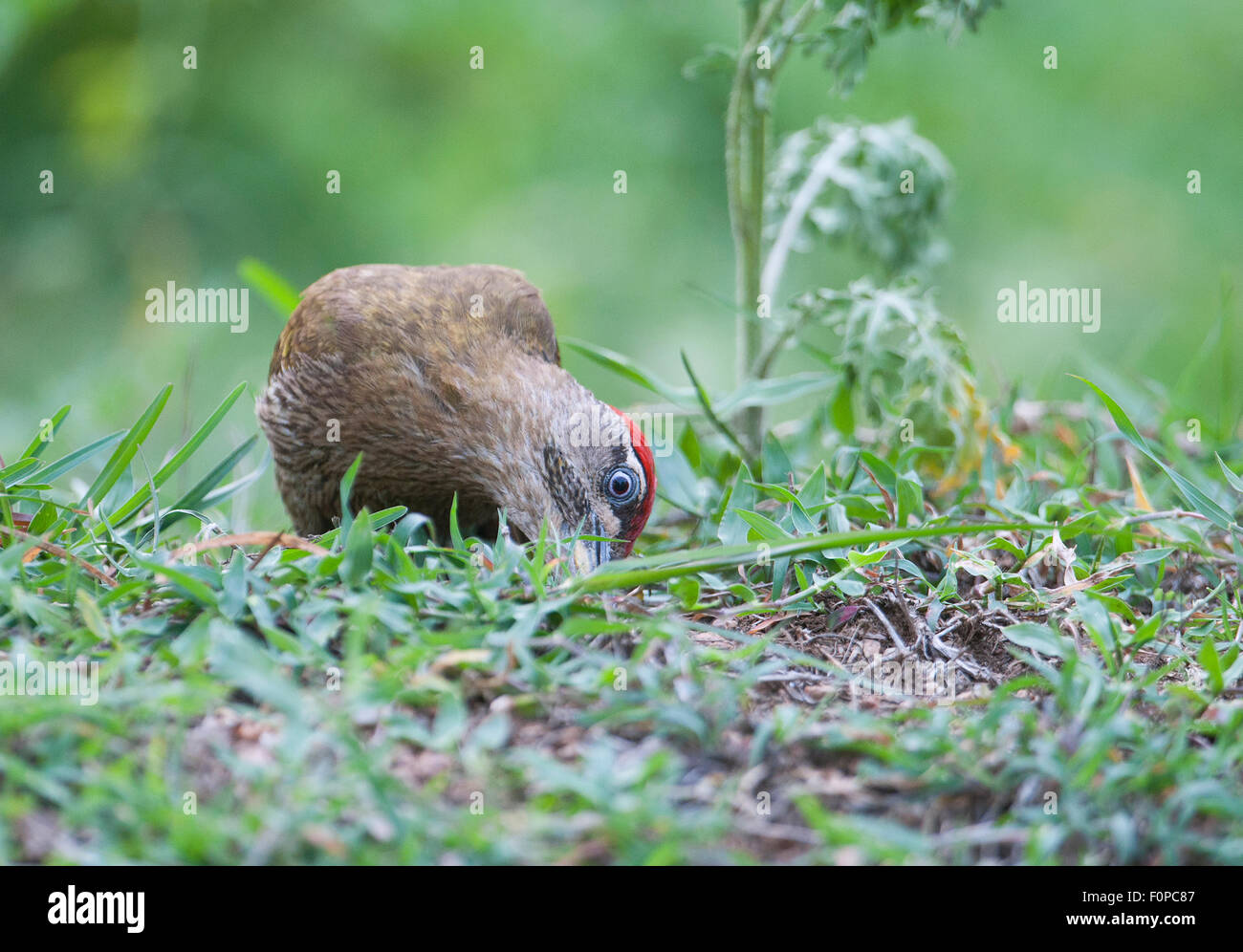 Streak throated Woodpecker ( Picus xanthopygaeus ) in Nagarhole ...