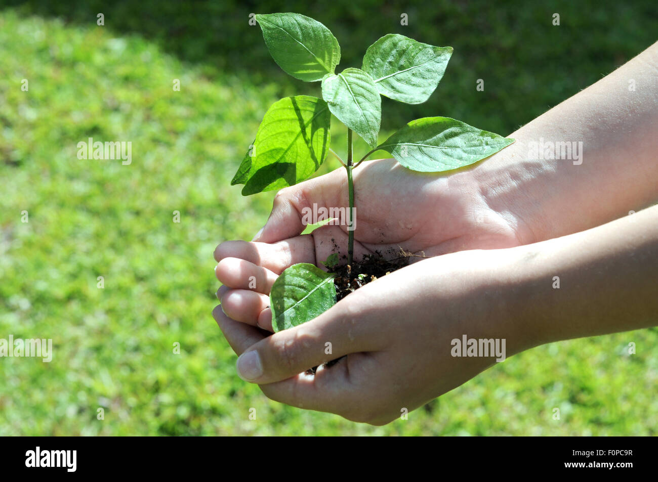 hands holding a small seedling ready to be planted Stock Photo - Alamy