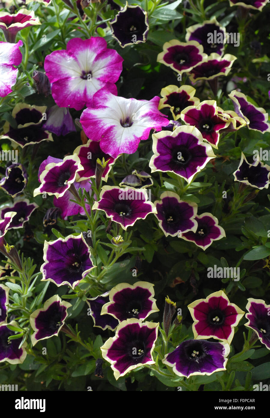 petunia cascadia rim magenta Stock Photo - Alamy