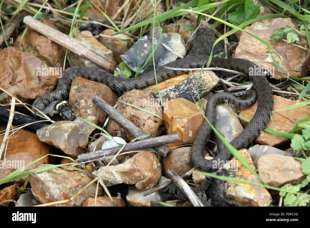 British grass snake basking in a sunny, sheltered position Stock Photo ...