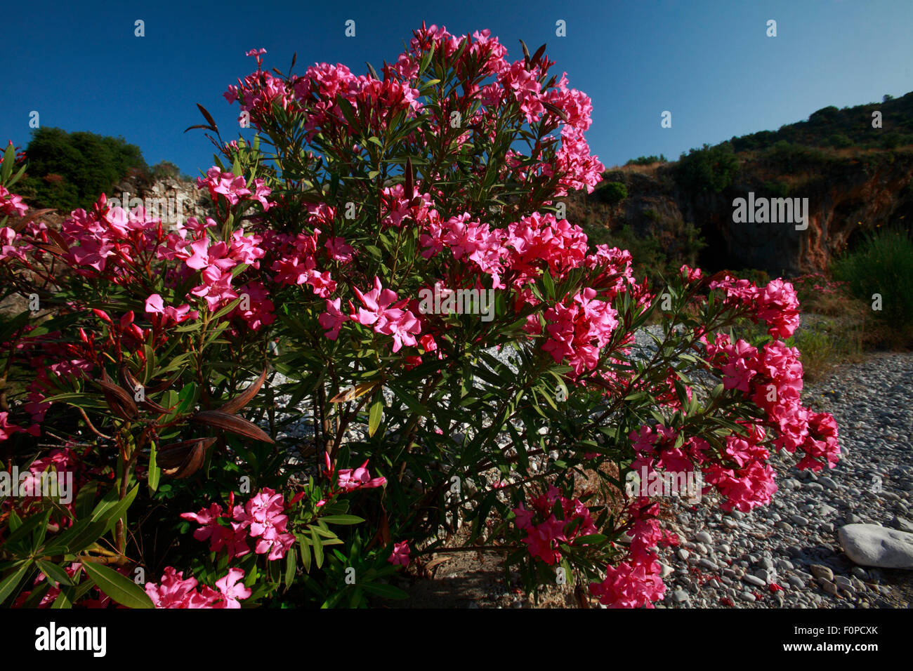 Nerium sp hi-res stock photography and images - Alamy