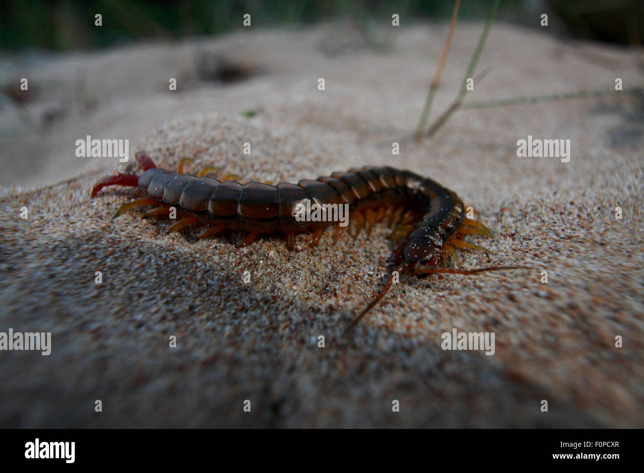 Megarian banded centipede (Scolopendra cingulata) hunting on a beach at ...