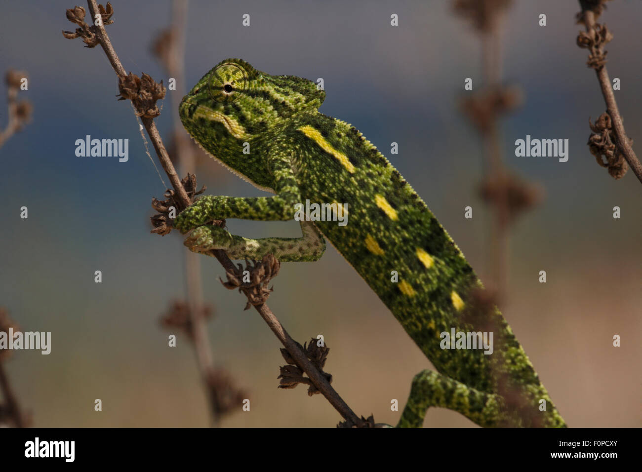 African chameleon chamaeleo africanus hi-res stock photography and ...