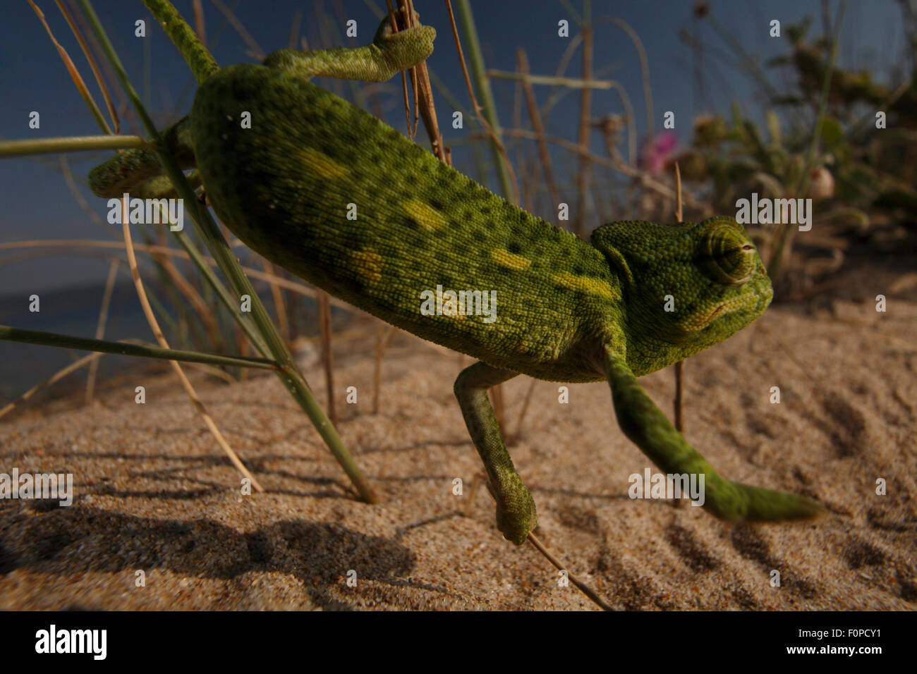 Juvenile African chameleon (Chamaeleo africanus) moving to the ground ...