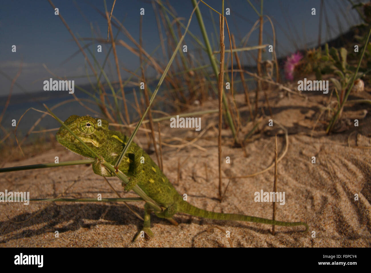 Juvenile African chameleon (Chamaeleo africanus) clinging to plant stem ...