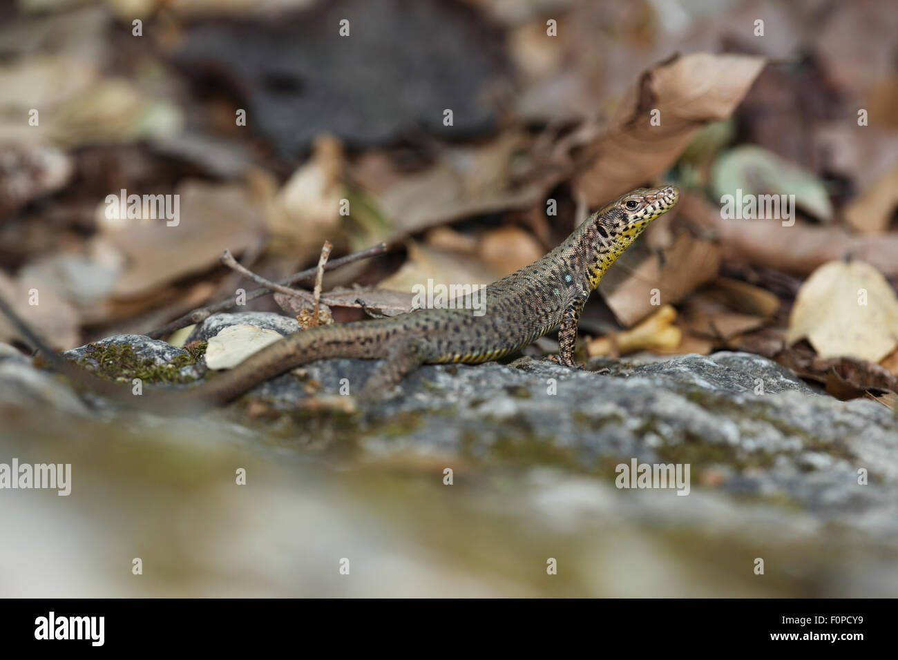 Greek rock lizards hi-res stock photography and images - Alamy