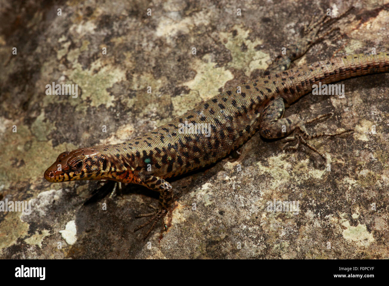 Greek lizards hi-res stock photography and images - Alamy