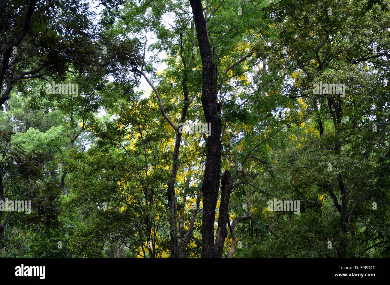 Sandalwood forest hi-res stock photography and images - Alamy