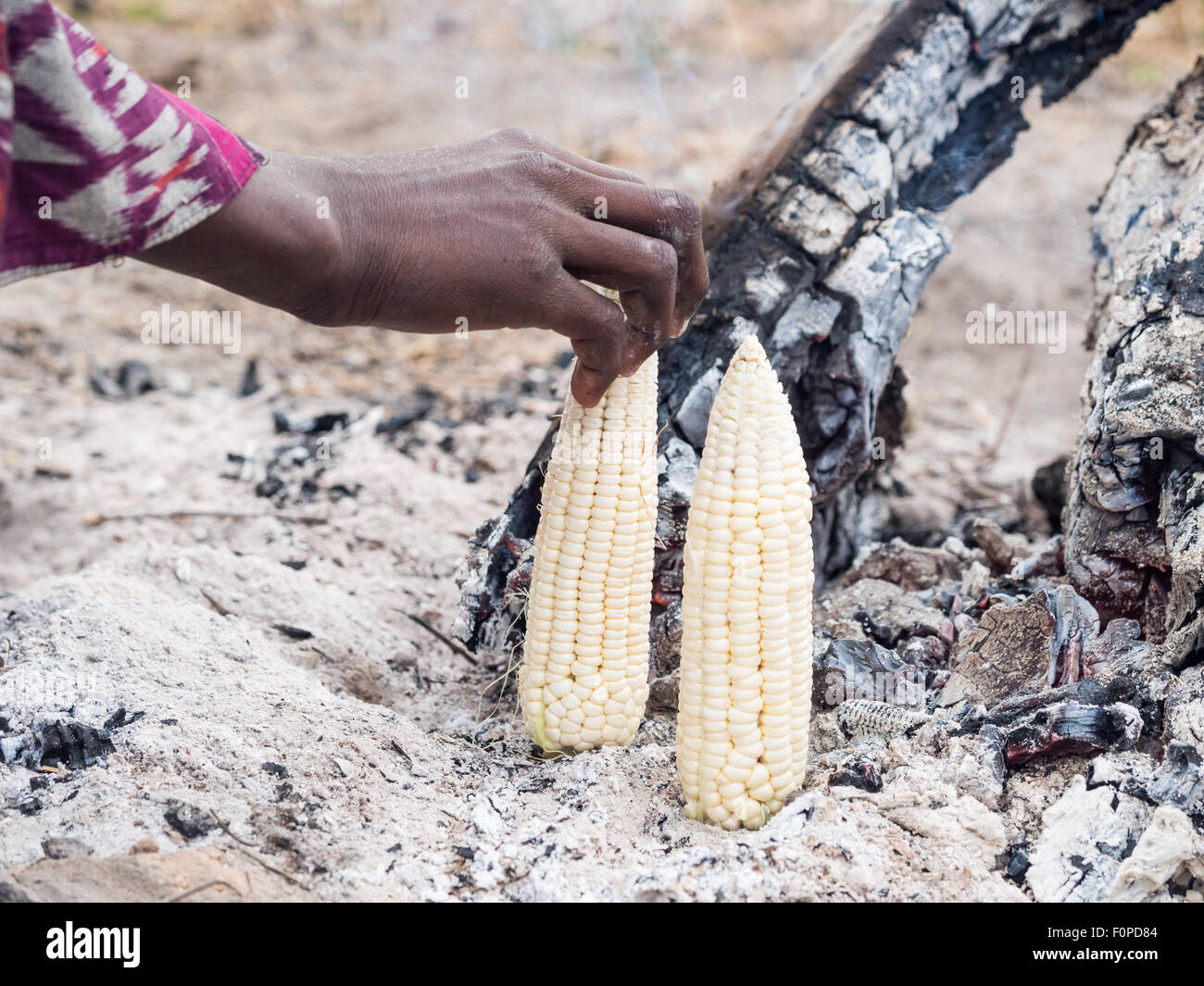 Maasai preparing corn in the fire. Maize is a basic ingredient of the ...