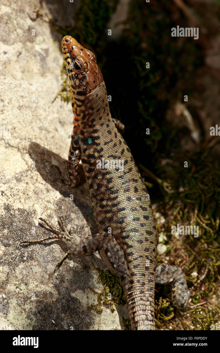 Greek rock lizards hi-res stock photography and images - Alamy