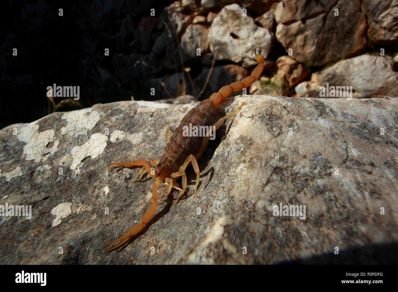 Mediterranean checkered scorpion (Mesobuthus gibbosus) on rock, ancient ...