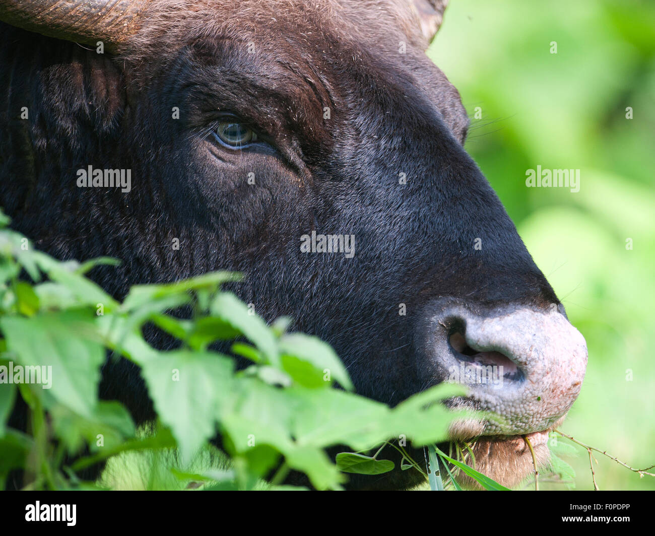 Gaur (Bos gaurus ) Portrait in Nagarhole national park, India Stock ...