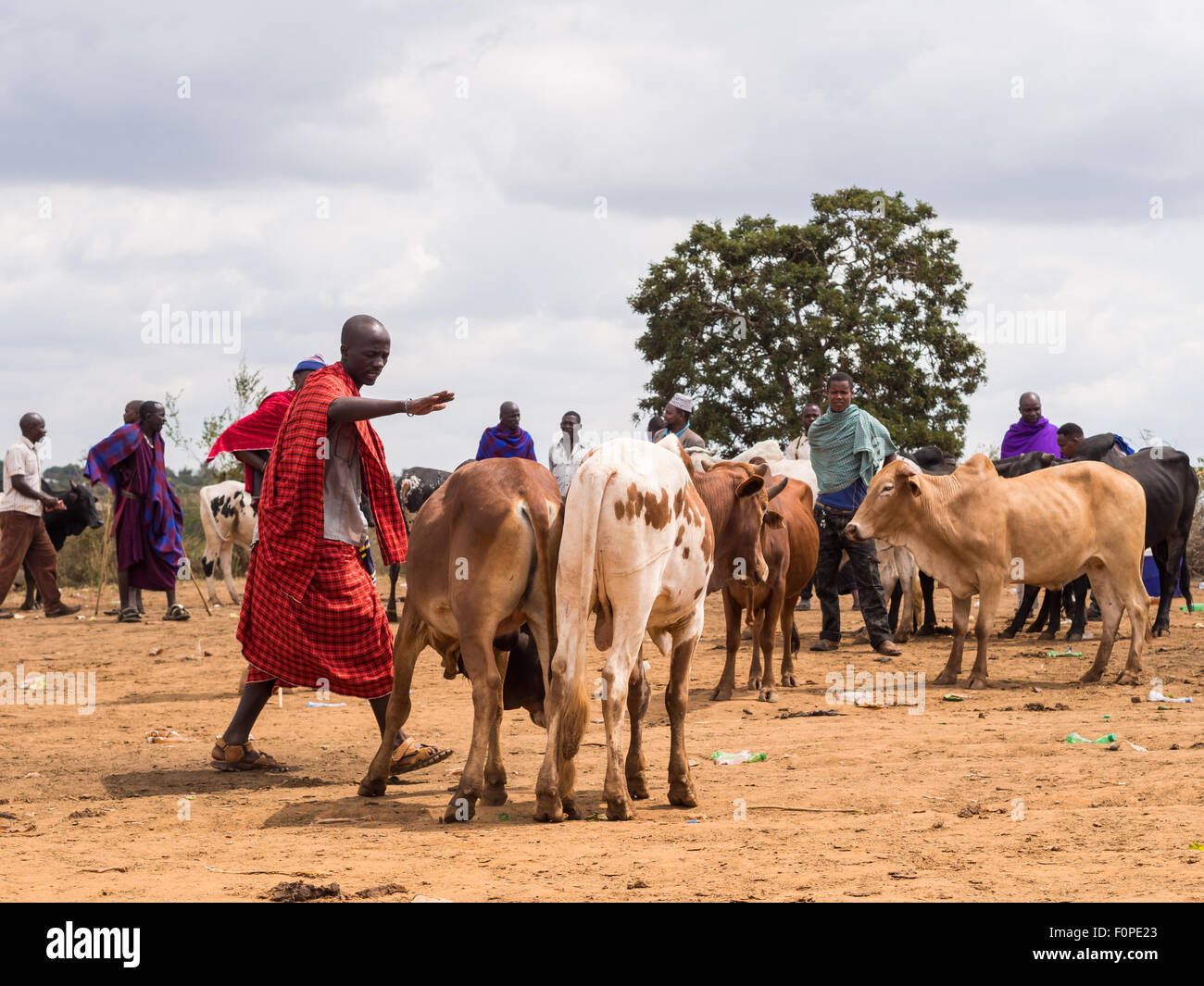 Weekly Saturday cattle Maasai market in Handeni region, Tanzania ...