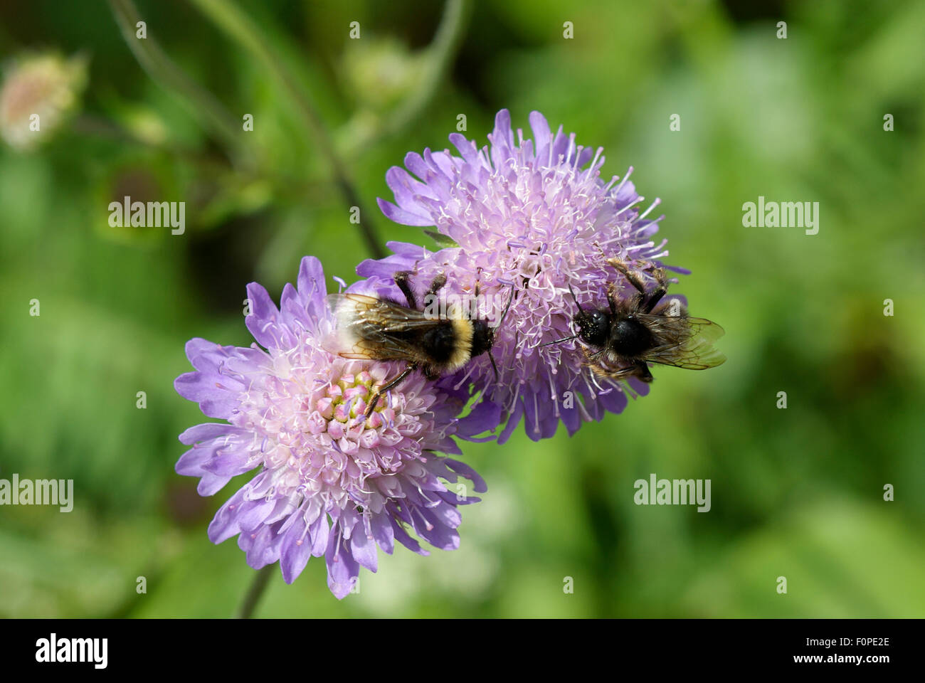 Two Bees Stock Photos & Two Bees Stock Images - Alamy