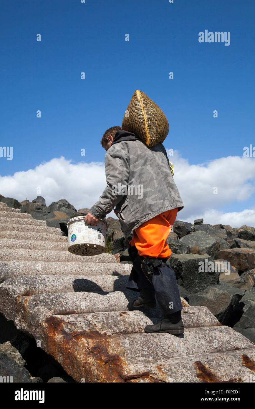 Seafood fisherman 'winklers' on the beach at Buckhaven, Fife with his ...