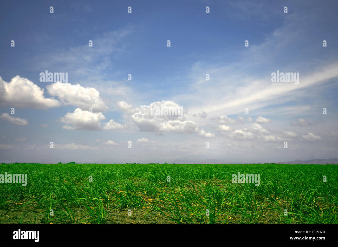 Sugar cane plantation brazil hi-res stock photography and images - Alamy