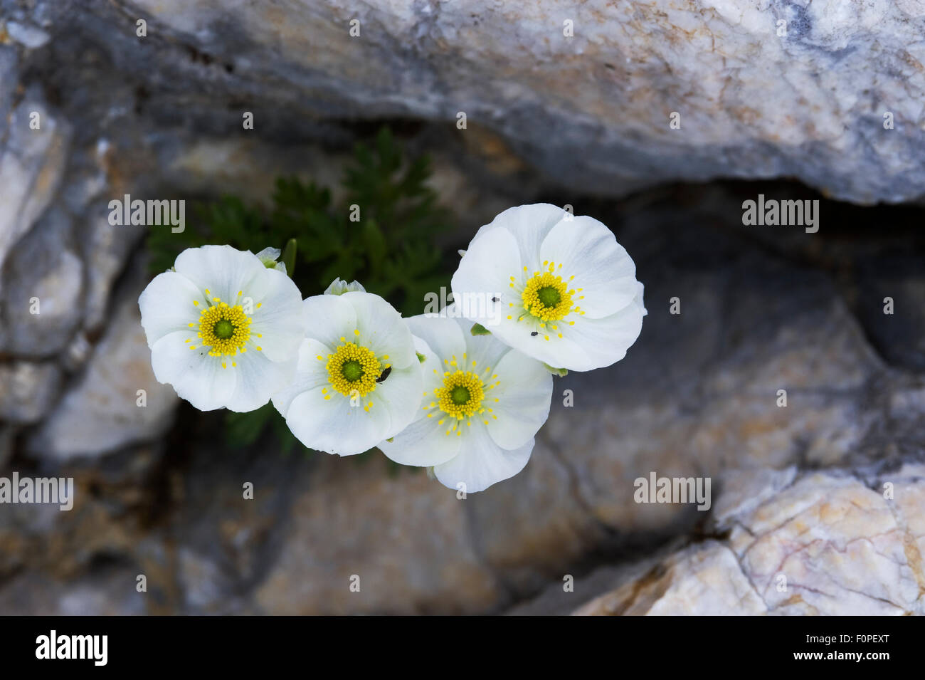 Four Alpine poppy (Papaver alpinum) flowers, Triglav National Park ...