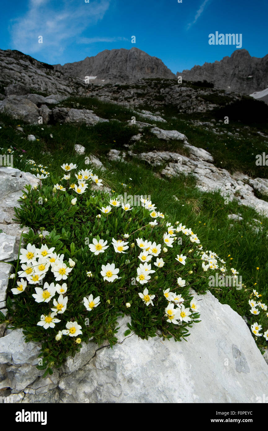 White dryas or Mountain avens (Dryas octopetala) in flower in mountain ...