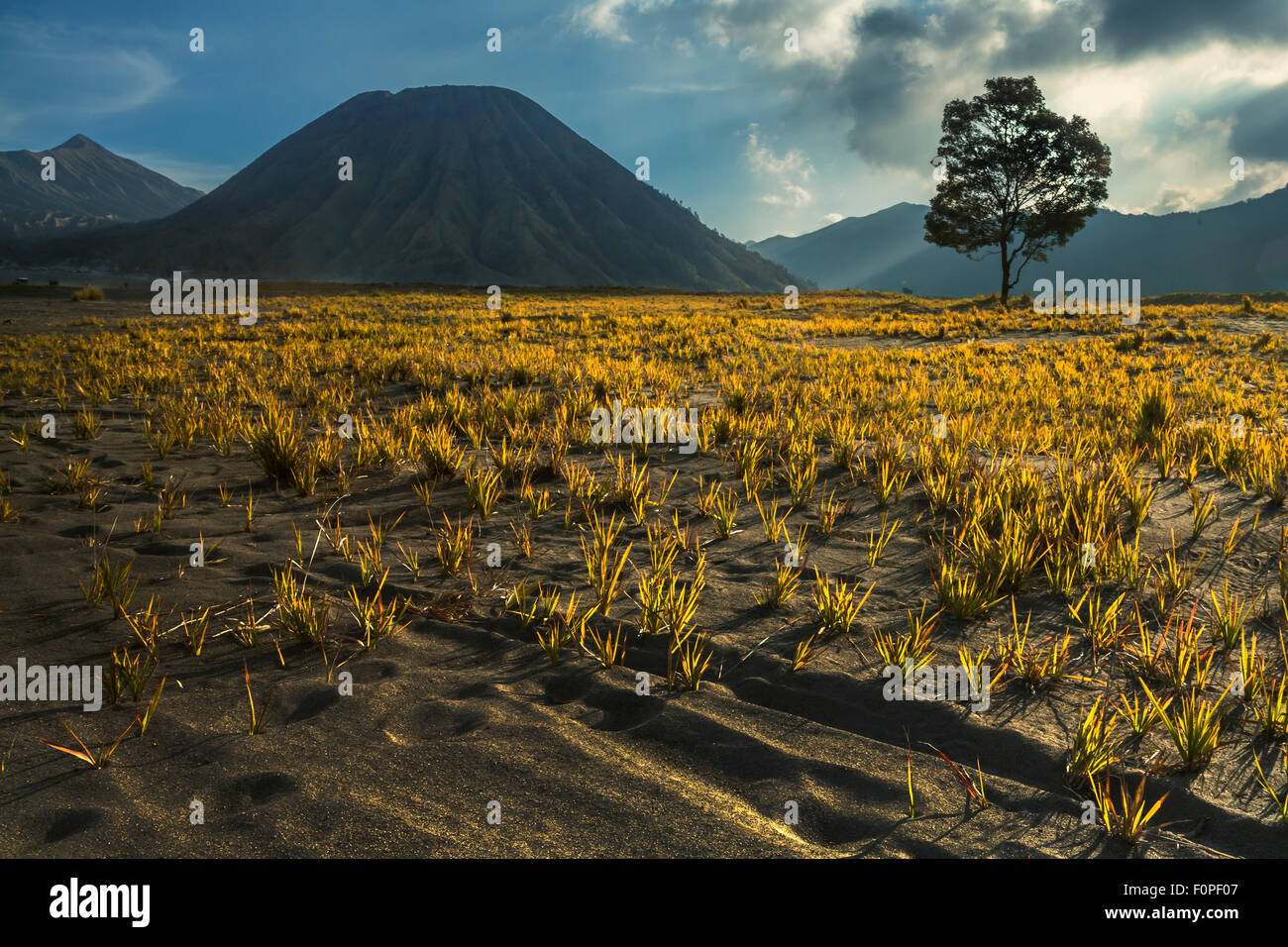 Savanna tree hi-res stock photography and images - Alamy