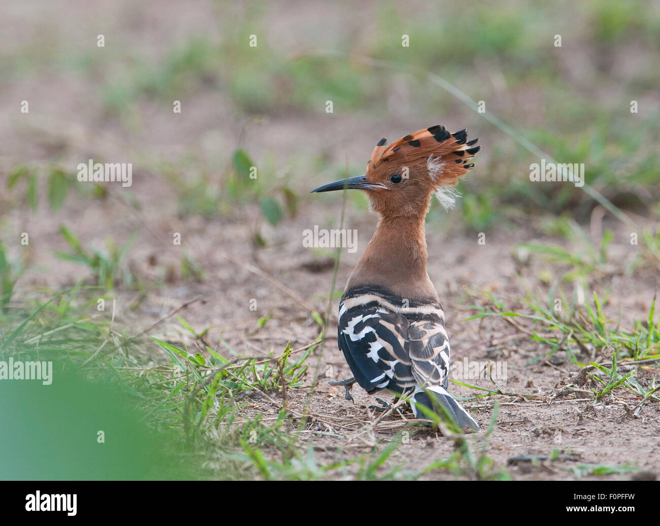 Common hoopoe hi-res stock photography and images - Alamy